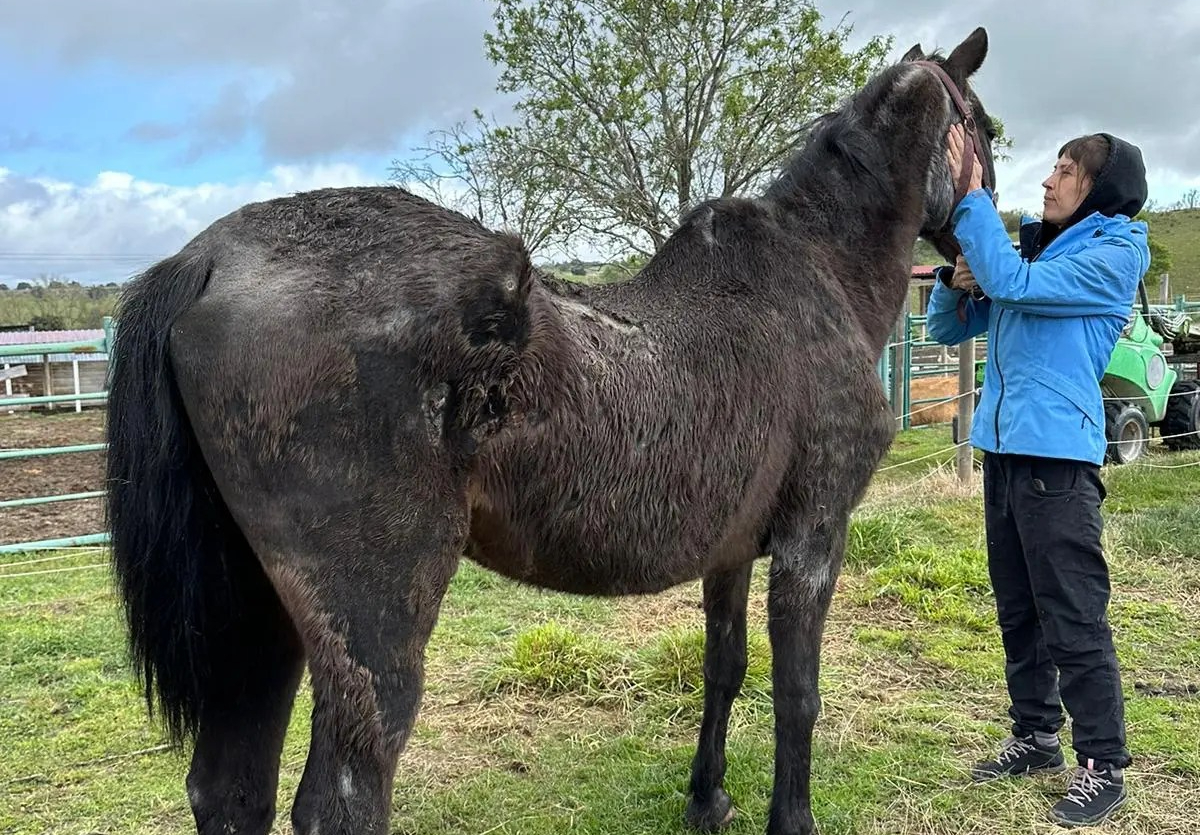 La yegua Dulce ya tiene una nueva vida en Santuario Vegan, tras ser ...