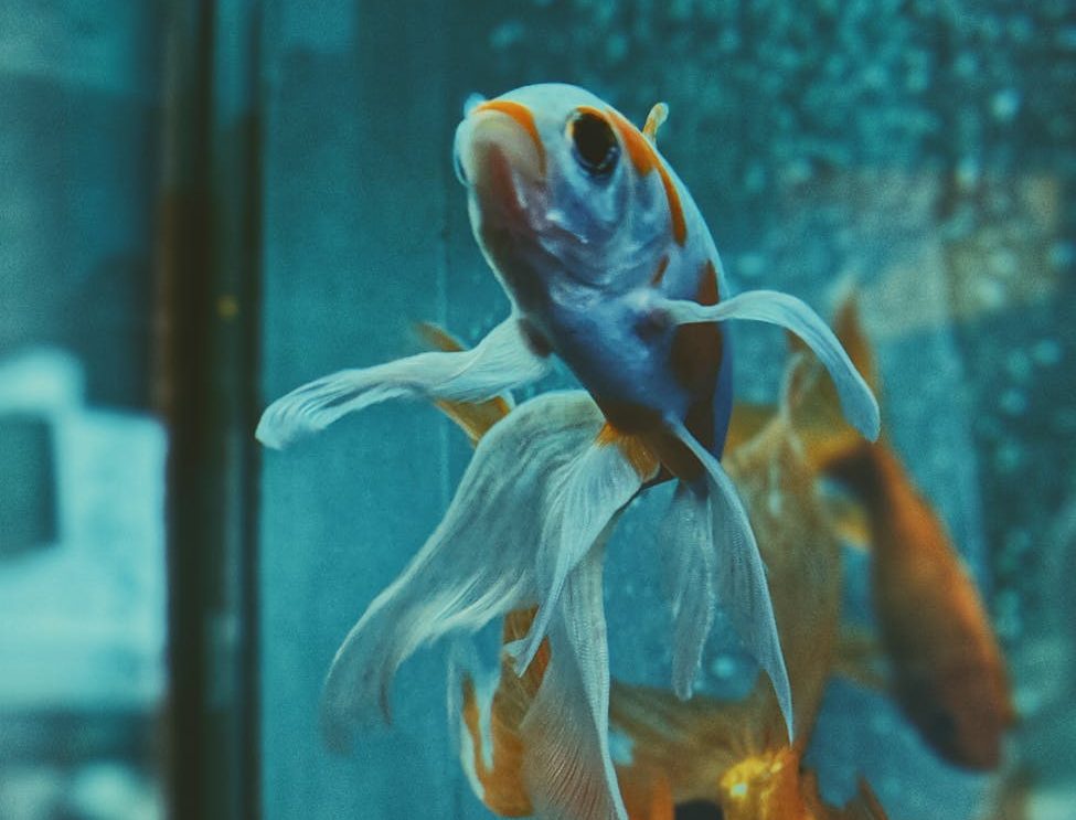 Fabrik, la discoteca madrileña denunciada por tener un acuario con ...